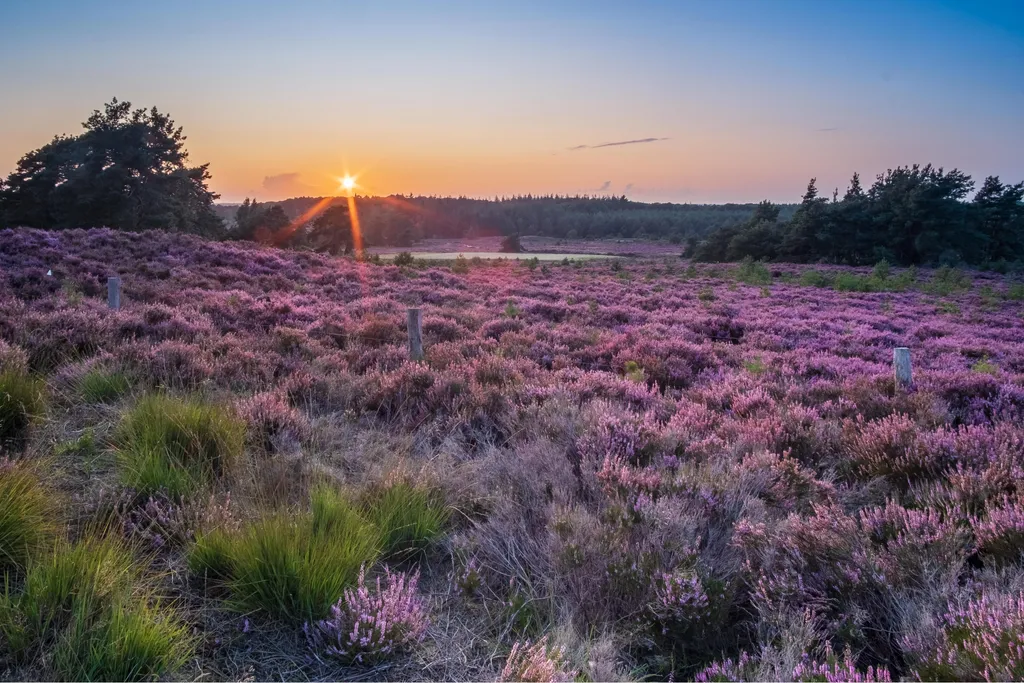 Feriepark Landal Sallandse Heuvelrug | Landal GreenParks